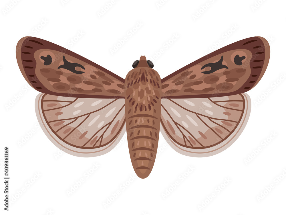 Exotic moth. Cartoon night insect with wings, flying amazing big ...