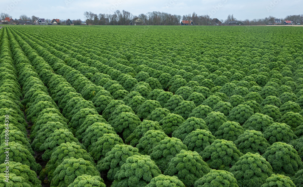 Kale. Field of kale. Vegetables. Noord Holland Netherlands. Agriculture ...