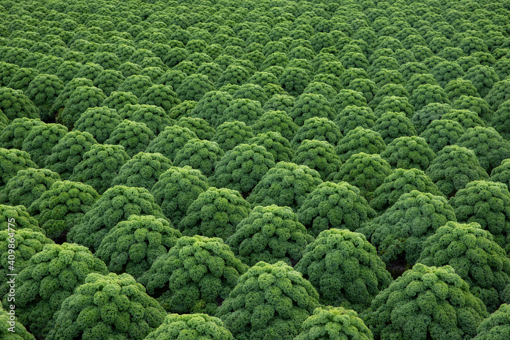 Kale. Field of kale. Vegetables. Noord Holland Netherlands. Agriculture ...