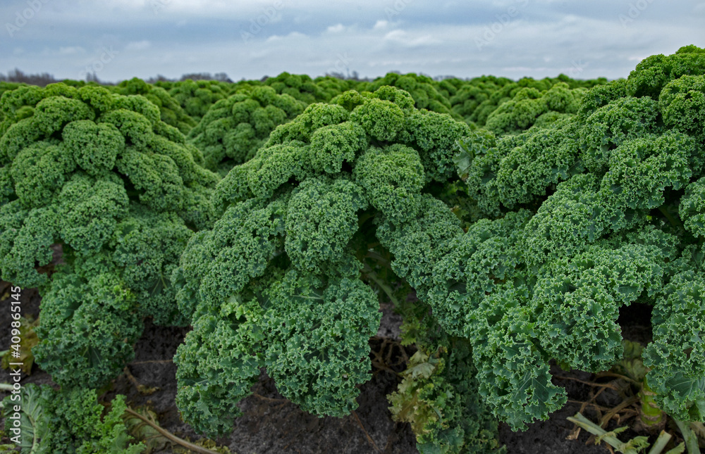 Kale. Field of kale. Vegetables. Noord Holland Netherlands. Agriculture ...