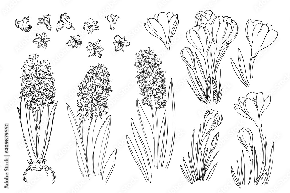 Flowers vector line drawing. Hyacinths. Crocuses. Flowers line drawn on ...