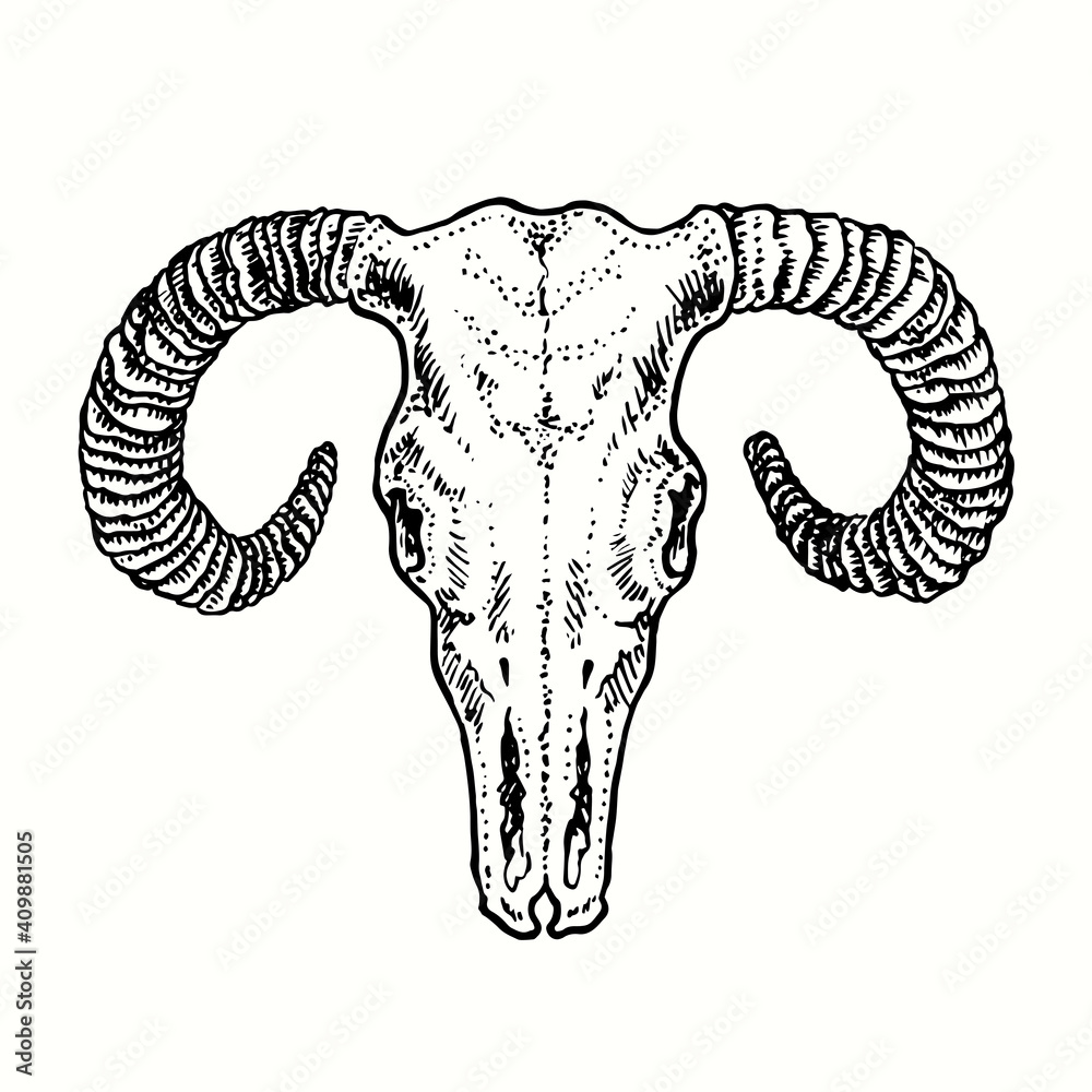 Ram skull, front view. Ink black and white drawing. Vector illustration ...