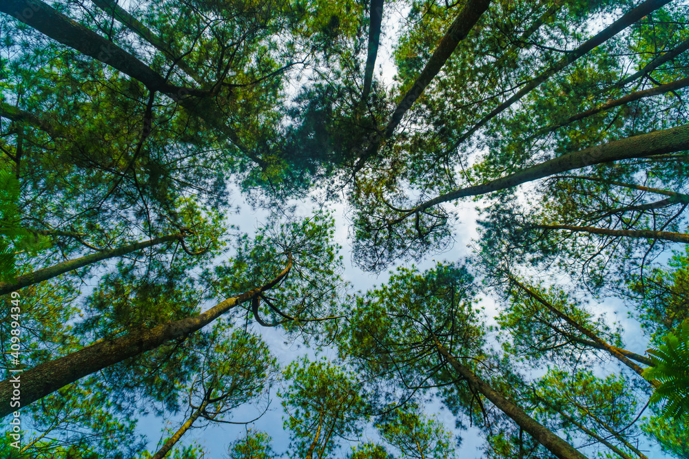 Trees of green forest with sky view, looking up, up view, low angle ...