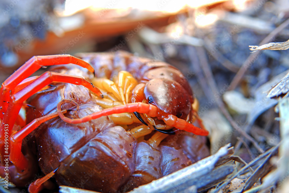 Foto de centipede is curling up in a circle to hatch its eggs inside ...