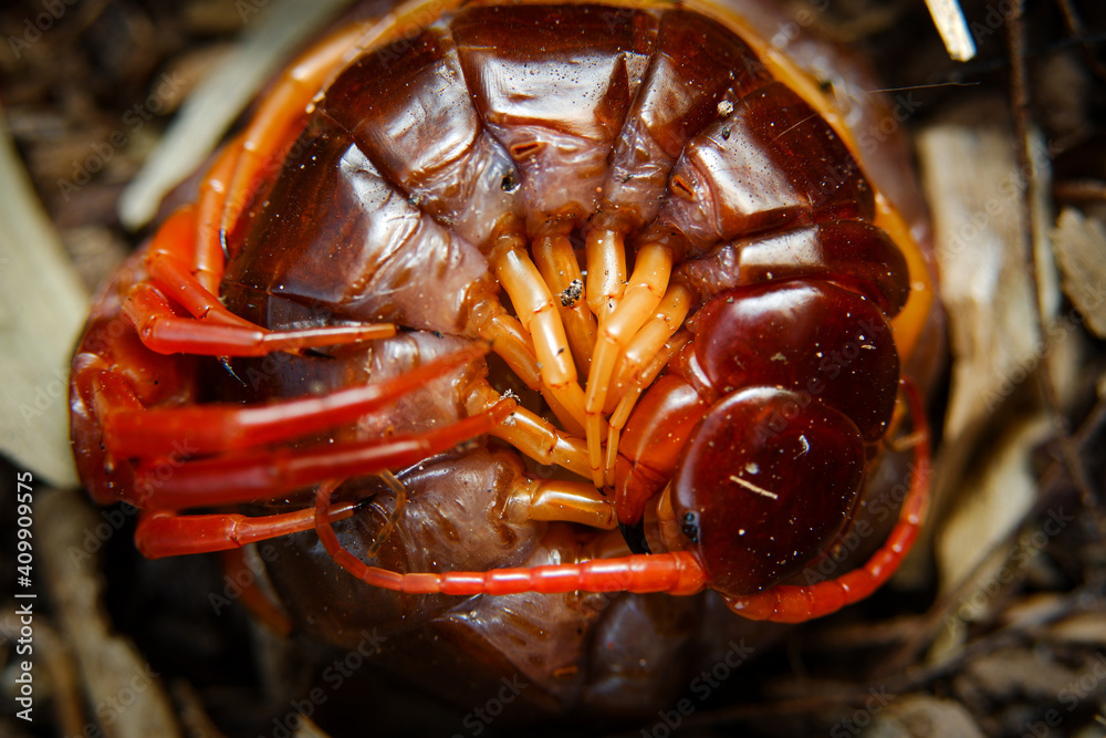 centipede is curling up in a circle to hatch its eggs inside its nest ...