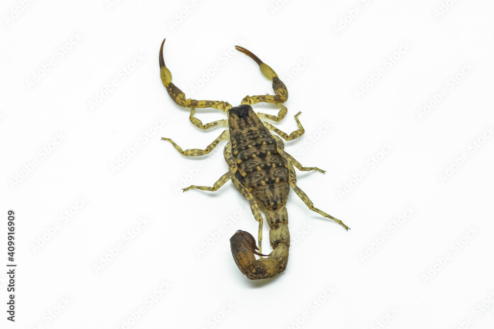 Chinese Swimming Scorpion is considered the most widespread and common ...