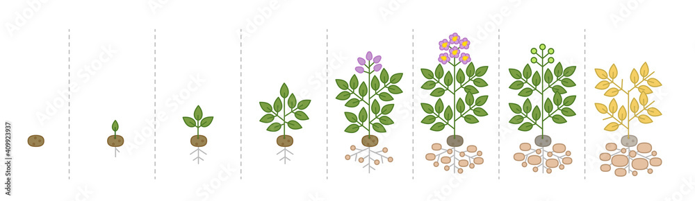 Growth stages of potato plant. Solanum tuberosum. Growing period steps ...