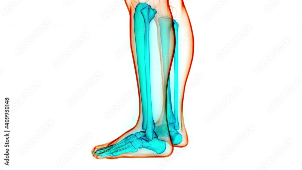 Human Skeleton System Tibia and Fibula Bone Joints Anatomy Animation ...