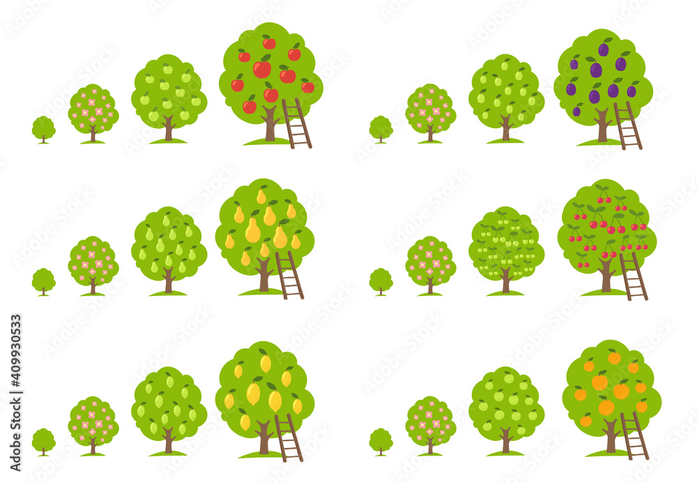 Growth stages different fruit trees set. Lemon and orange apple, cherry ...