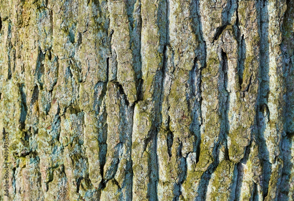 Makroaufnahme der Rinde einer alten Eiche, mit Moos bewachsen. Struktur ...