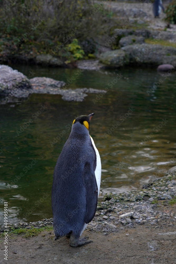 King penguin, in Latin called Aptenodytes patagonicus, in back view ...