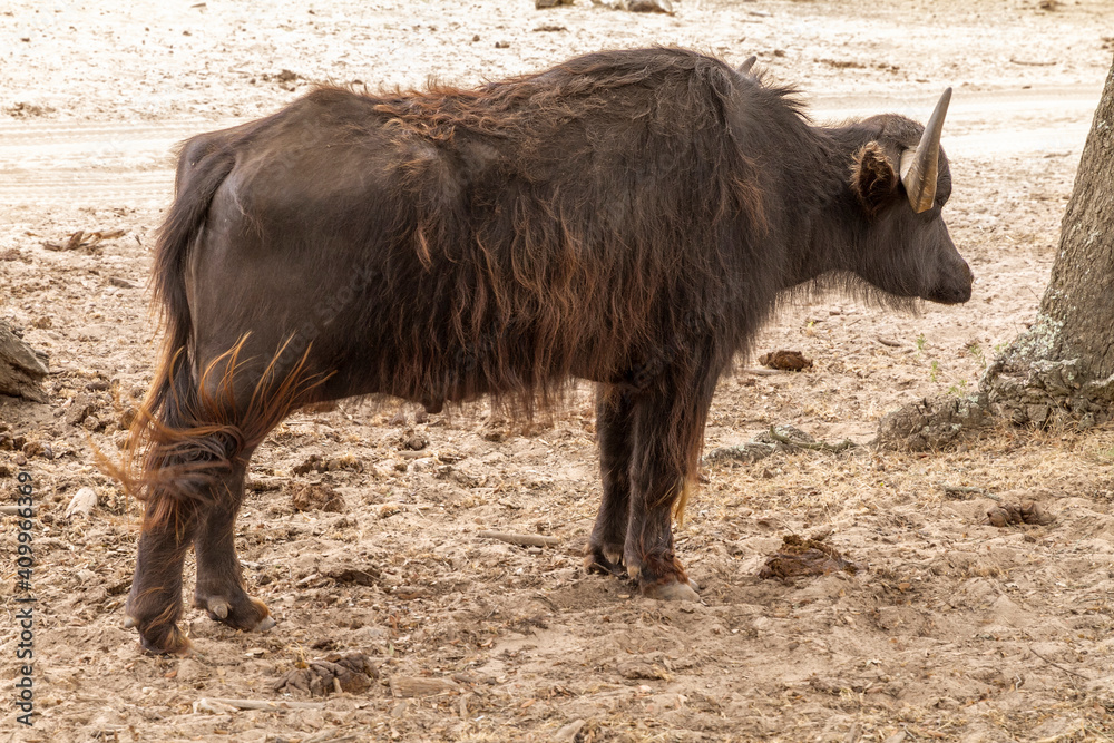 Strong buffalo at safari park, in the middle of nature, with big horns ...