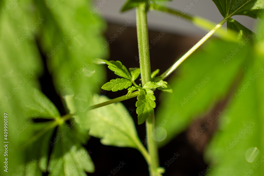 Foto de cannabis, plant, pot, growing, herb, hemp, sprout, seedling ...