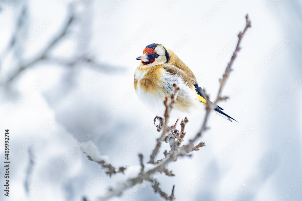 Stieglitz - Distelfink im Winter Stock Photo | Adobe Stock