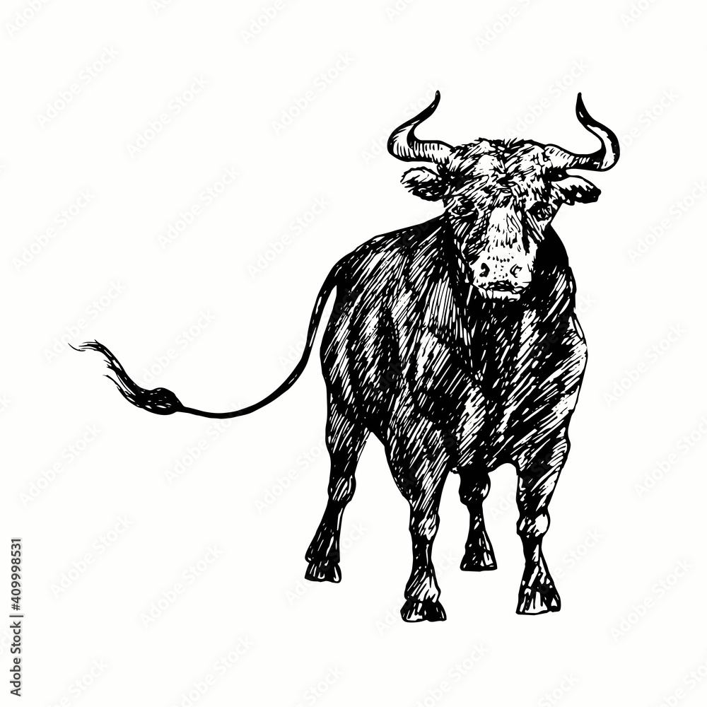 Hand drawn black bull standing portrait, front view. Ink black and ...