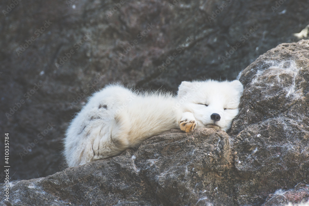 Arctic fox is sleeping on the rock.The Arctic fox, also known as the ...