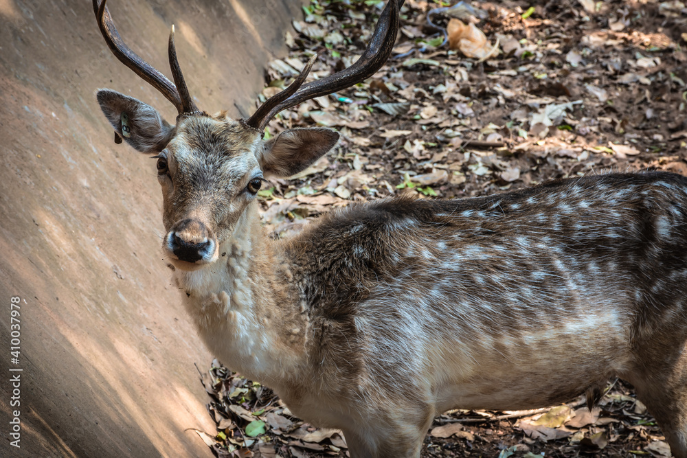 Closeup Sika Deer's head in a zoo.The sika deer also known as the ...