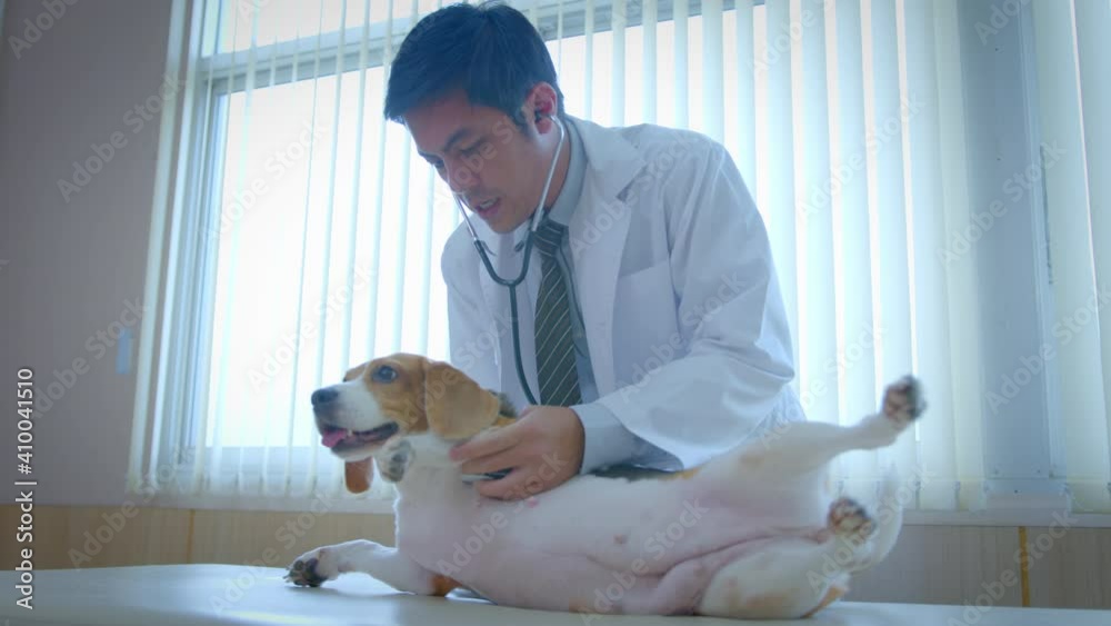 An Asian male veterinarian calming a scared and energetic Beagle dog ...