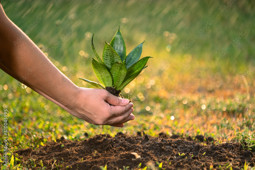 Plant the tree in the garden as save world concept. Close up woman hand ...