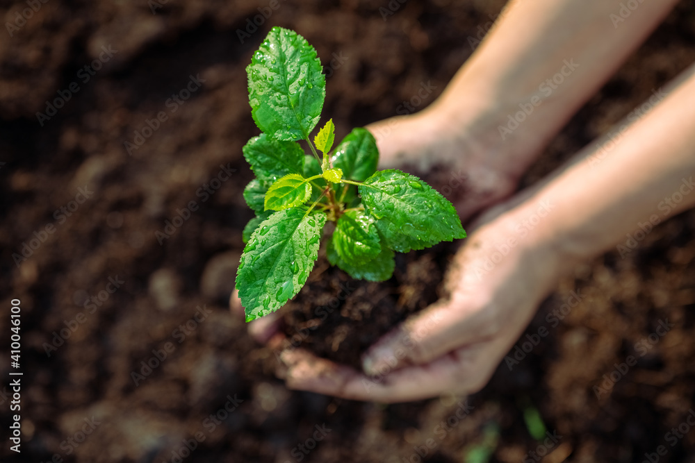 Plant the tree in the garden as save world concept. Close up woman hand ...