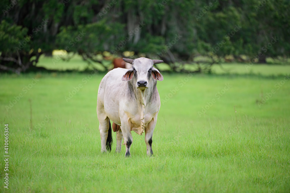 Holstein cow. Dairy cow. Cowshed on summer pasture. Fresh cows milk ...