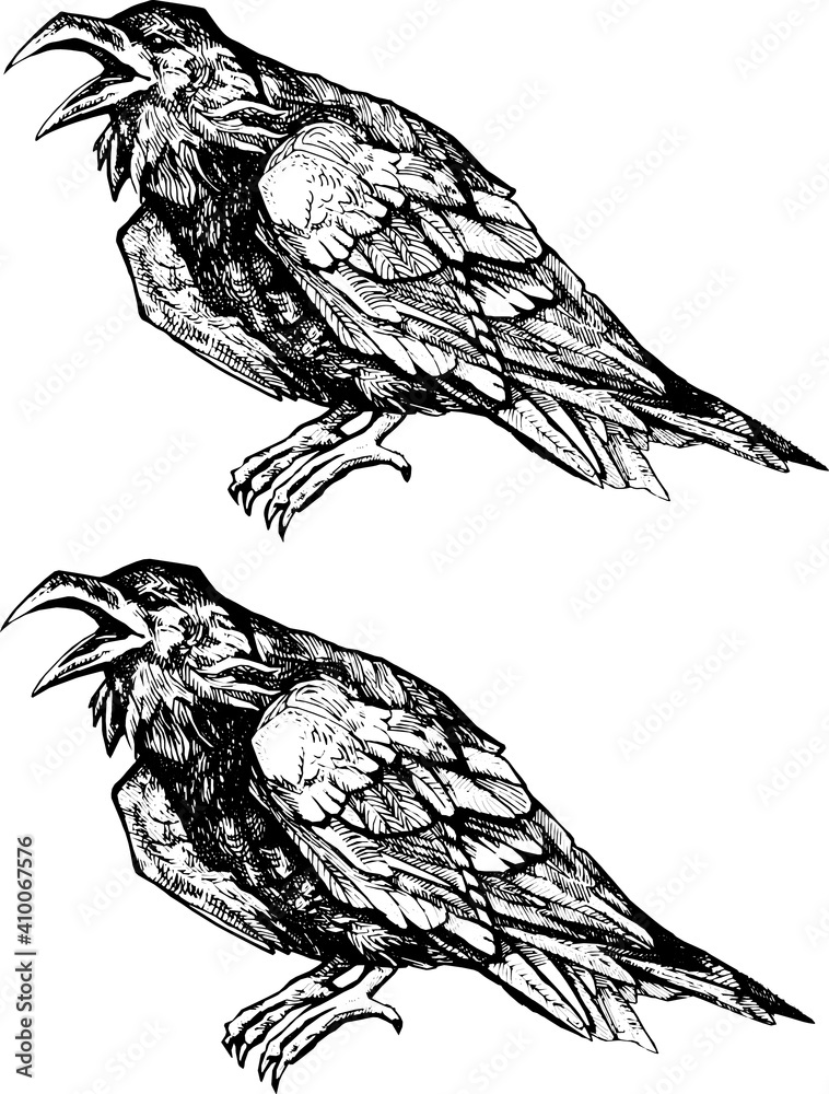 vector realistic ravens line art doodle. Crow sketch element for design ...