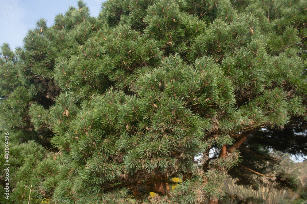 Lush Green Winter Foliage of an Evergreen Conifer Dwarf Scots Pine Tree ...