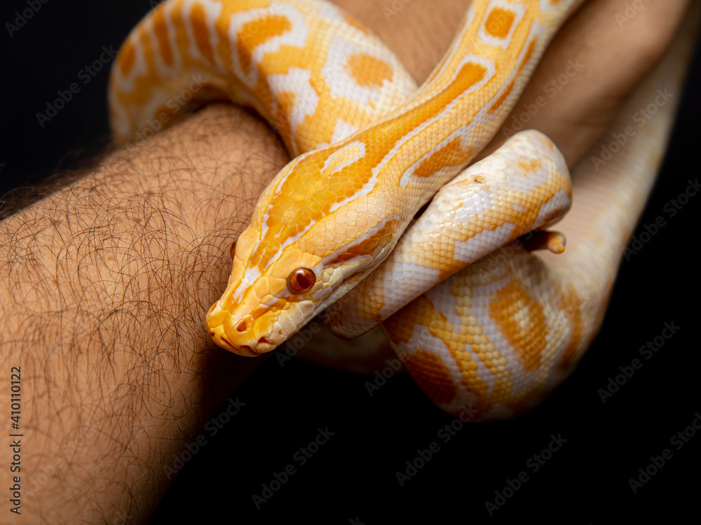 Python molurus bivitattus is one of the largest species of snakes. It ...