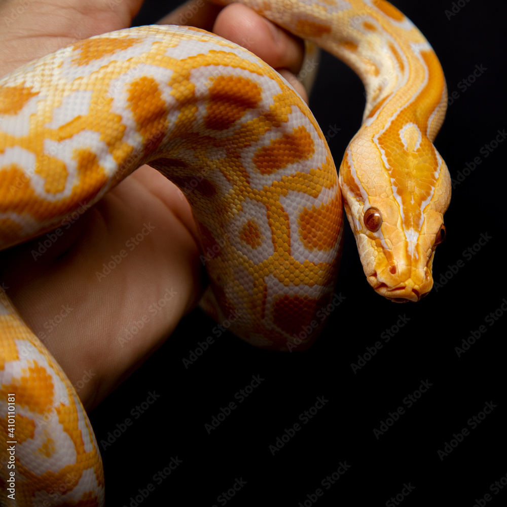 Python molurus bivitattus is one of the largest species of snakes. It ...