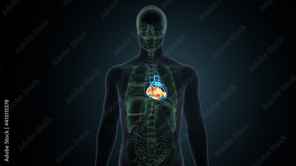 Heart Anatomy Tri and Bicuspid valve . 3D Illustration Stock ...