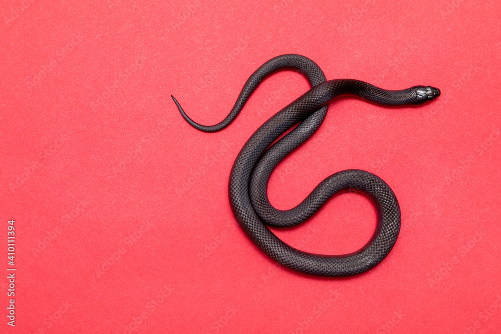 The Mexican black kingsnake (Lampropeltis getula nigrita) is part of ...