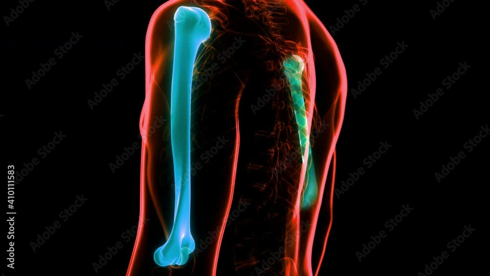 Human Skeleton System Humerus Bone Joints Anatomy Animation Concept ...