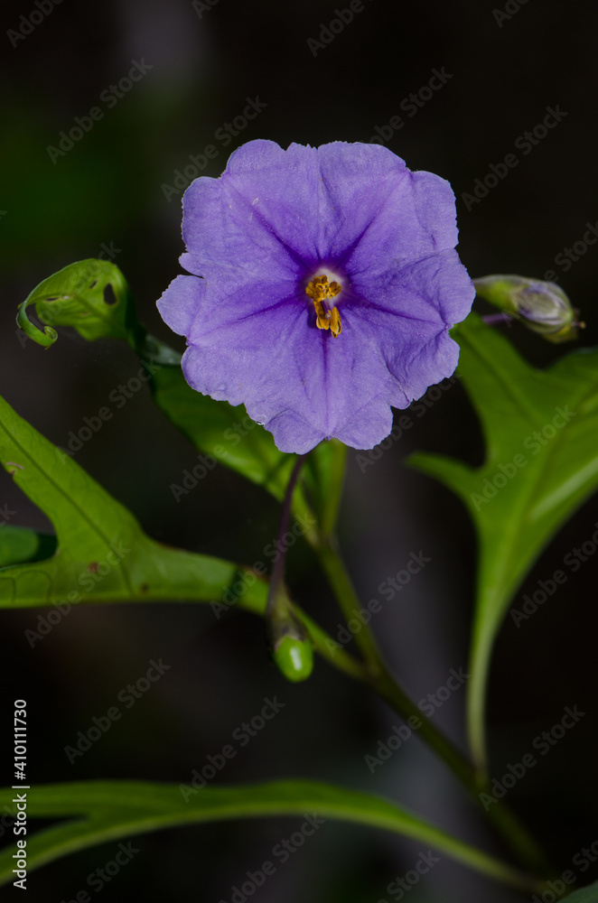 Flower of kangaroo apple Solanum laciniatum. Stewart Island. New ...