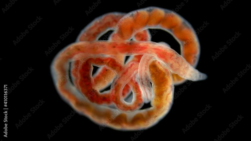 worm Oligochaeta Limnodrilus hoffmeisteri or red worm, of the Naididae ...