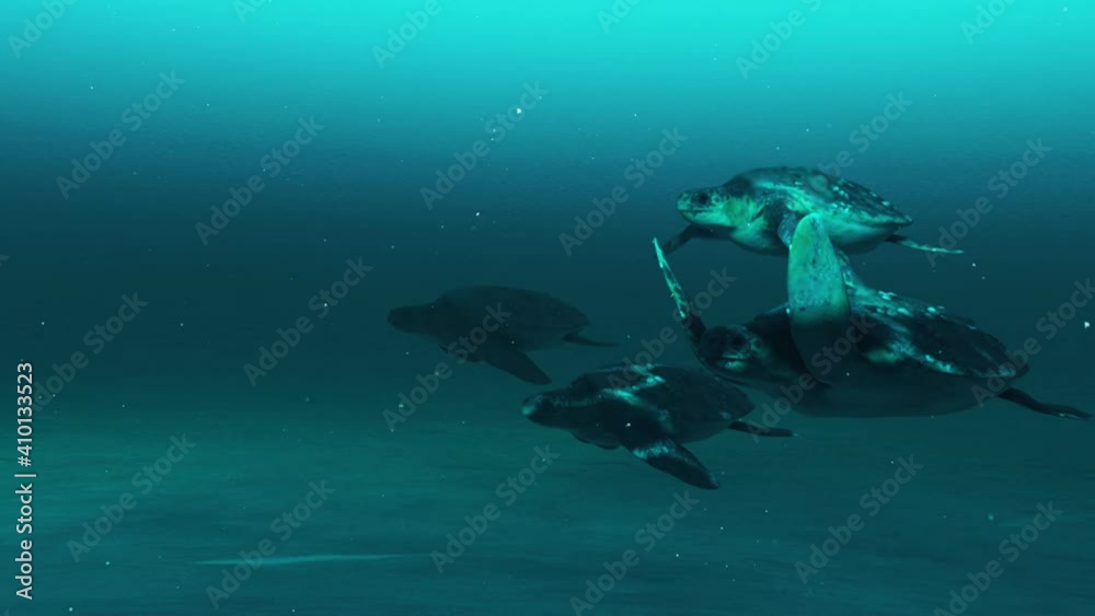 Group of tortoises swimming in the deep blue ocean water, slow motion ...