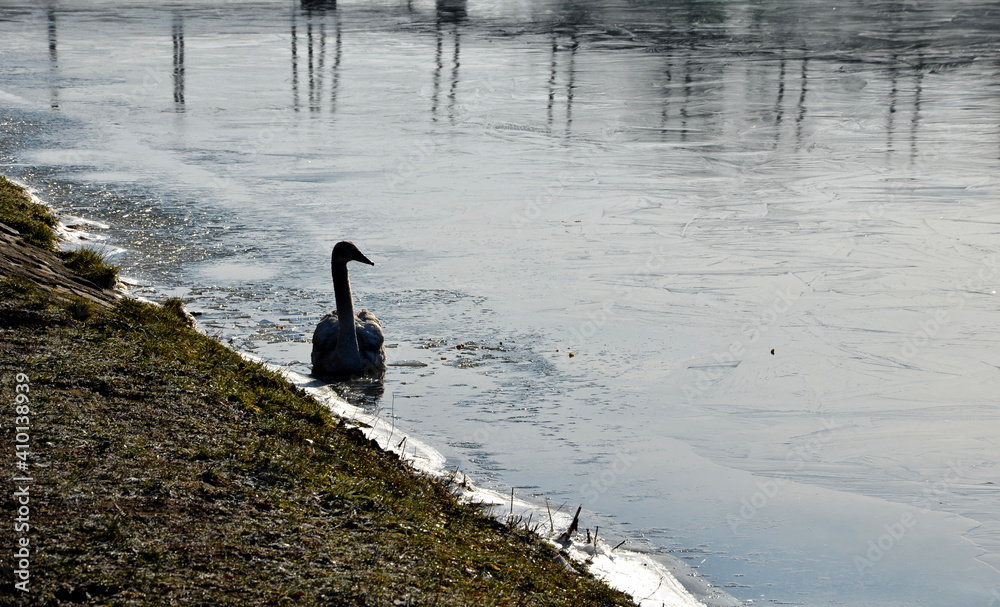 young swan frozen by the shore after a cold night in the ice. people go ...