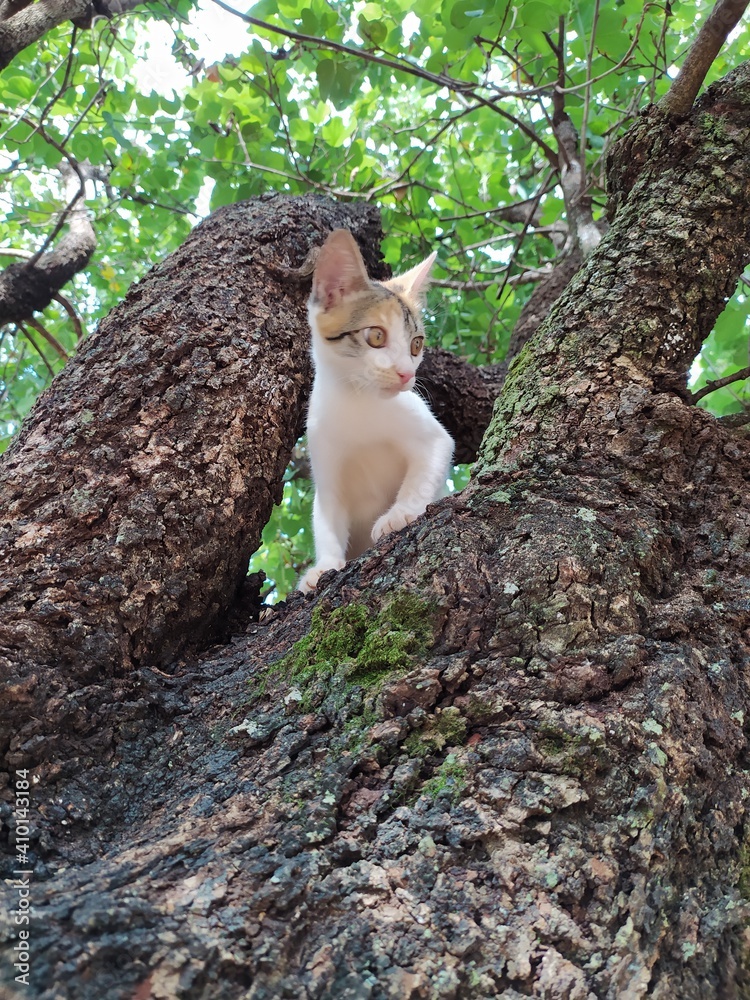 Gato filhote rajado em cima de árvore Stock Photo | Adobe Stock