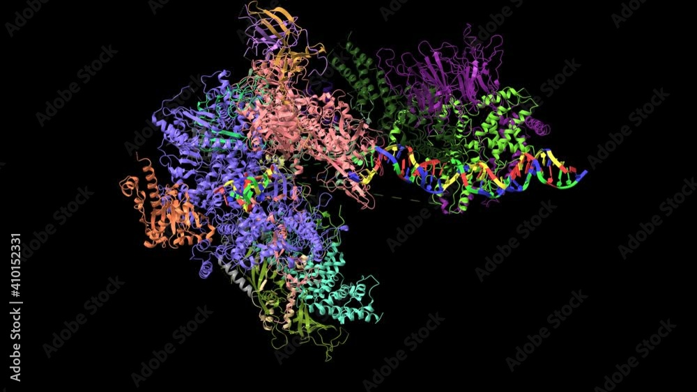 RNA polymerase I pre-initiation complex DNA opening intermediate 1 to ...