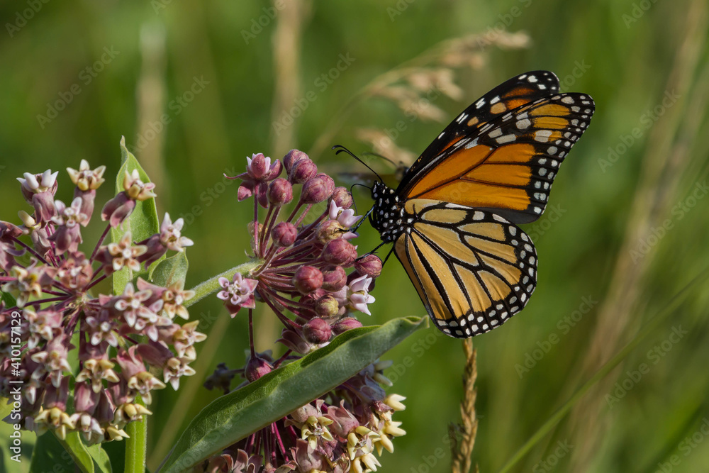 Monarch Butterfly feeding on a common milkweed flower. Stock Photo ...