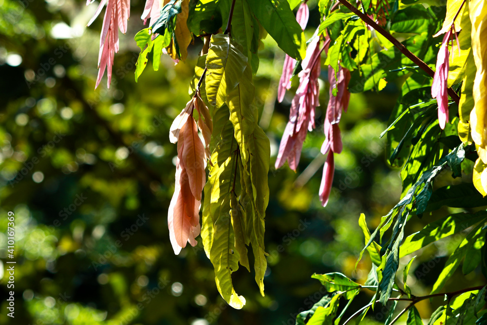 Multi colored tender leaves of Saraca asoca tree Stock Photo | Adobe Stock