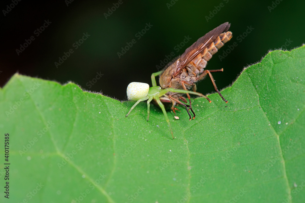 Green crab spider preys on Tabanidae insects in the wild, North China ...