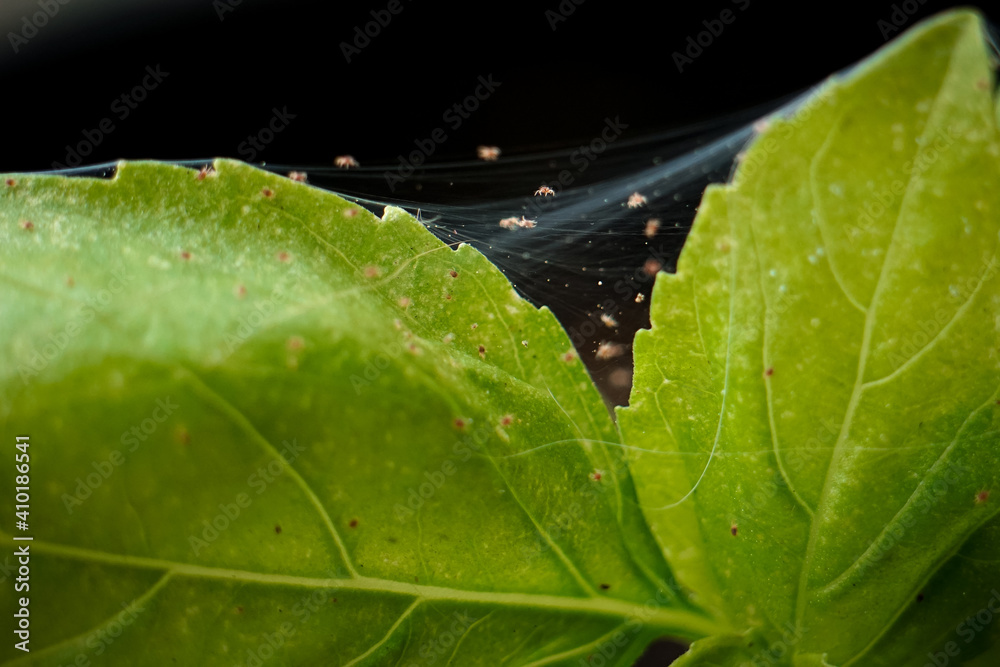 Macro of spider mites on basil Stock Photo | Adobe Stock