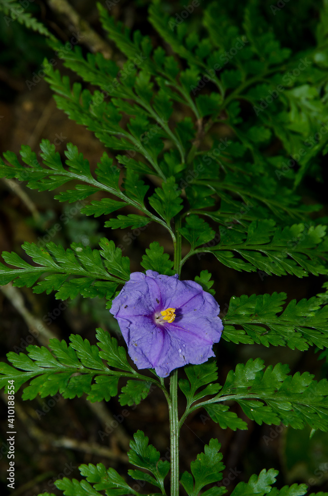 Flower of kangaroo apple Solanum laciniatum fallen on a fern. Taieri ...