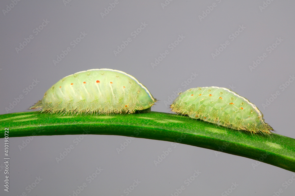 The larvae of the moth live on wild plants in North China Stock Photo ...