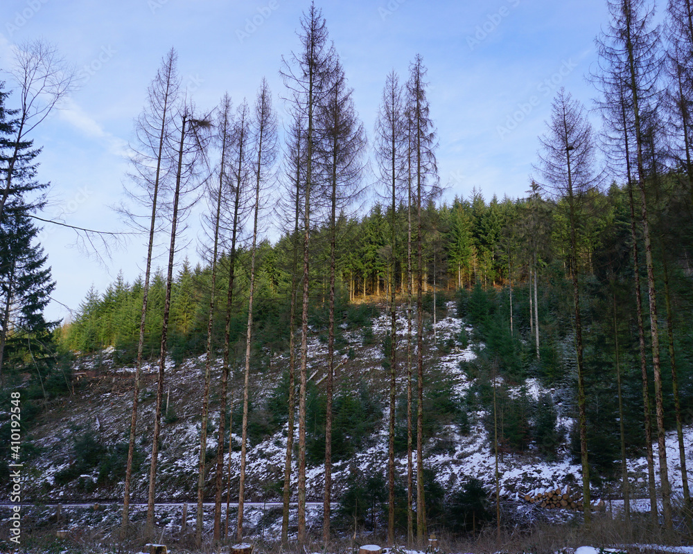 Waldsterben im Solling durch Trockenheit und Befall durch den ...