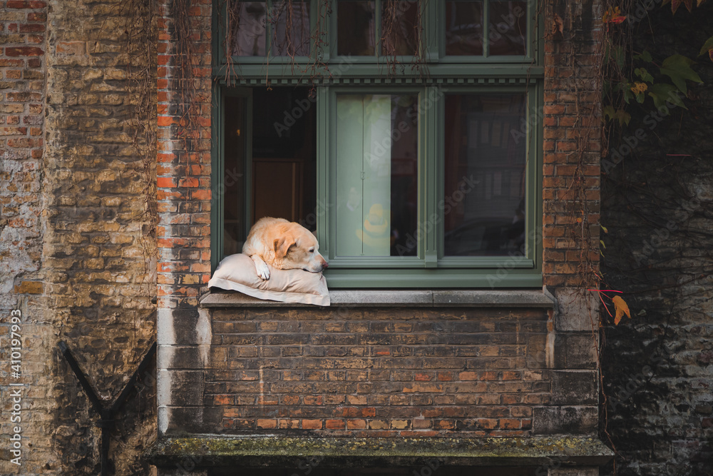 Fidel was a popular dog along the Gronerei Canal who often rested his ...