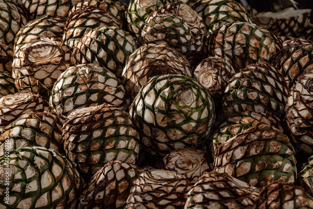 Piña de agave azul Tequilana Wever para la elaboración de Tequila. foto ...