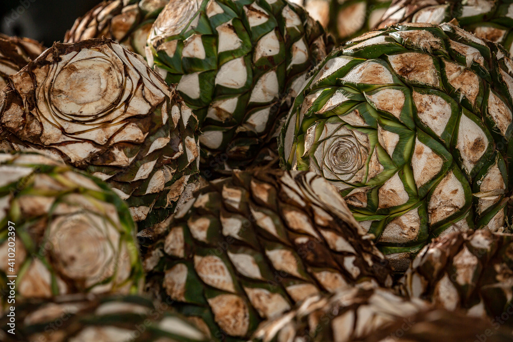 Piña de agave azul Tequilana Wever para la elaboración de Tequila ...