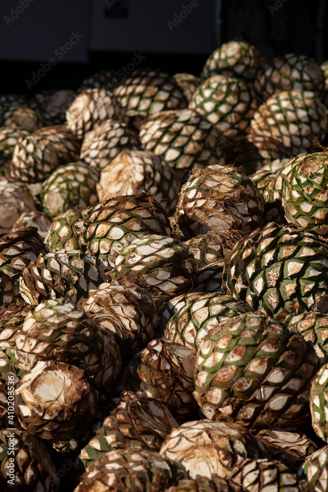 Piña de agave azul Tequilana Wever para la elaboración de Tequila ...