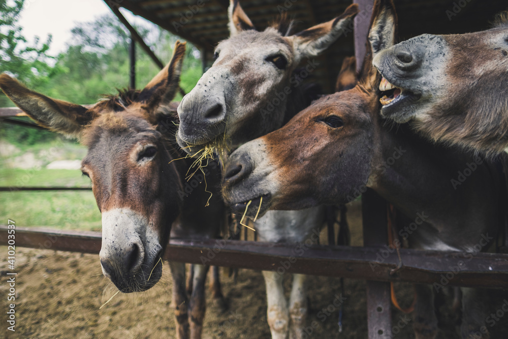 cute donkeys stand in the cattle pen and eat hay at the farm Stock ...